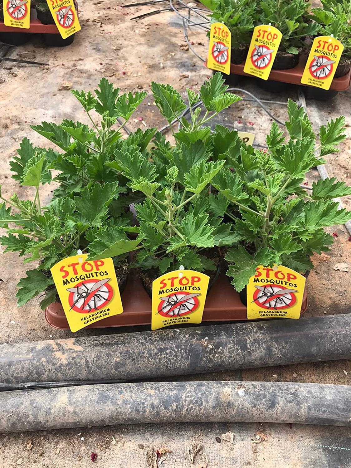 Cómo cuidar la citronela, la planta que te ayudará a mantener alejados ...