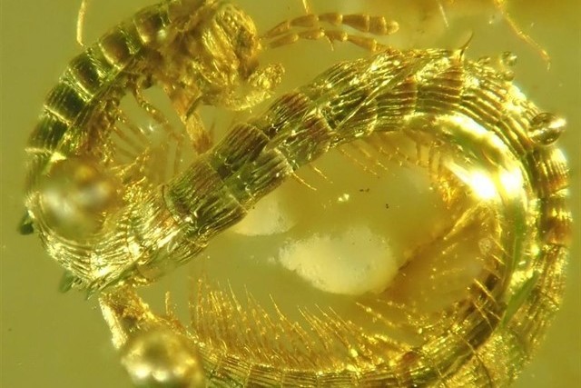 El primer milpiés fósil del orden 'Callipodida' se encuentra en ámbar y ...