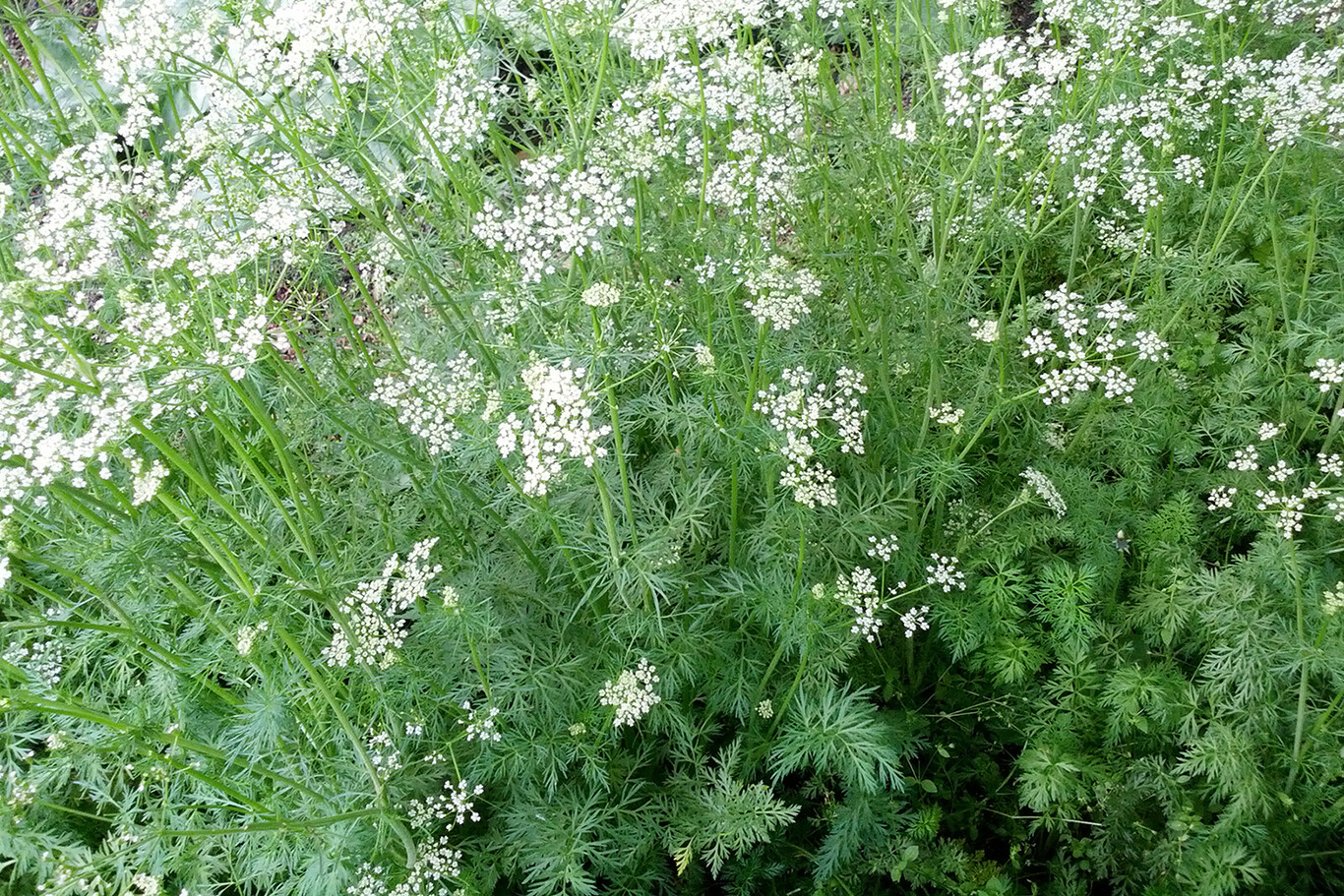 El comino, una de las especias más populares del mundo: propiedades ...