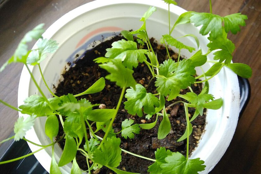 Siempre tengo cilantro fresco en casa desde que aprendí el truco para ...