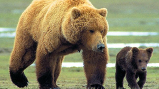 'Grizzly Man', un documental demoledor de Werner Herzog
