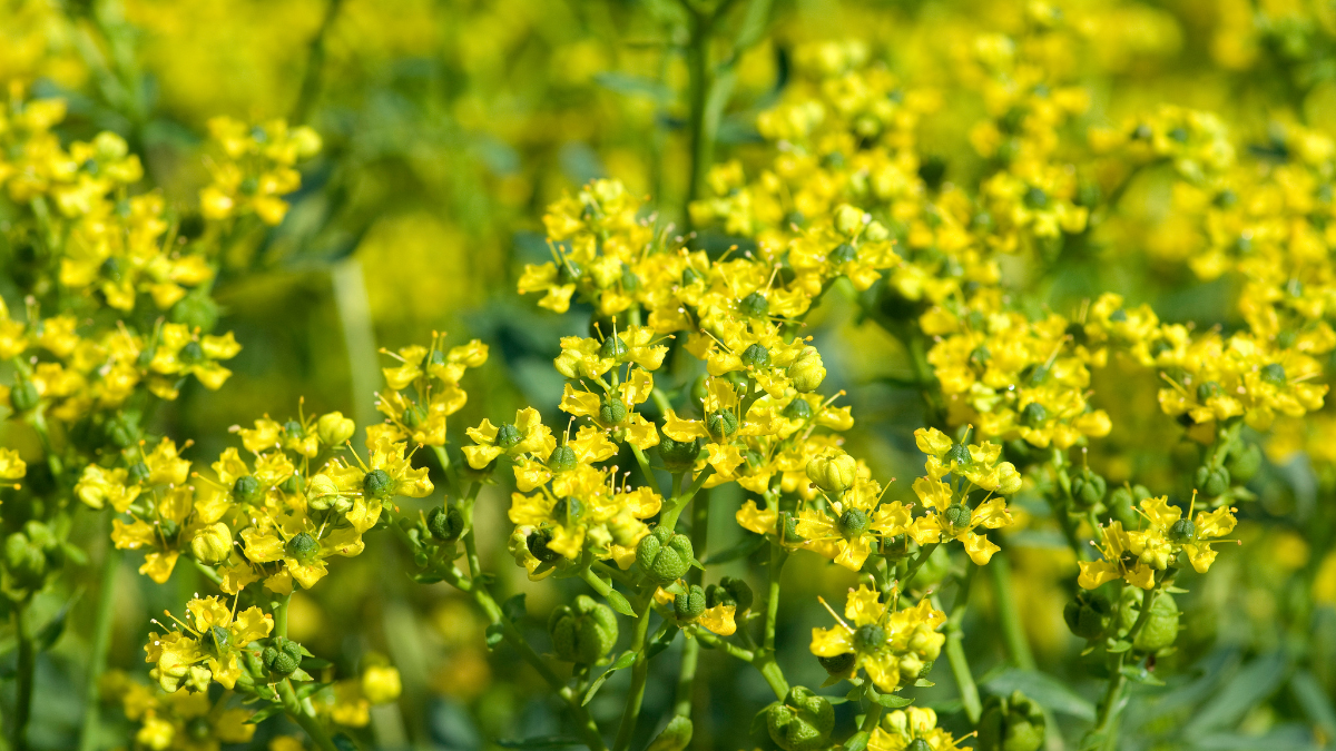 Cómo hacer una infusión de ruda y cuáles son los beneficios que aporta ...