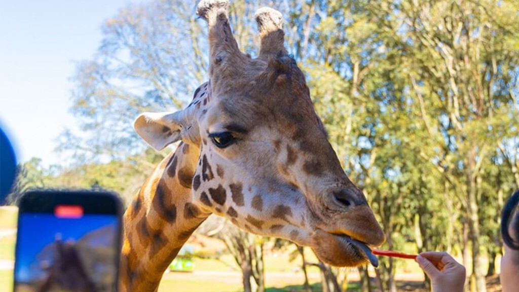 Bioparque Estrella tiene entradas al 2x1: así puedes vivir un safari ...