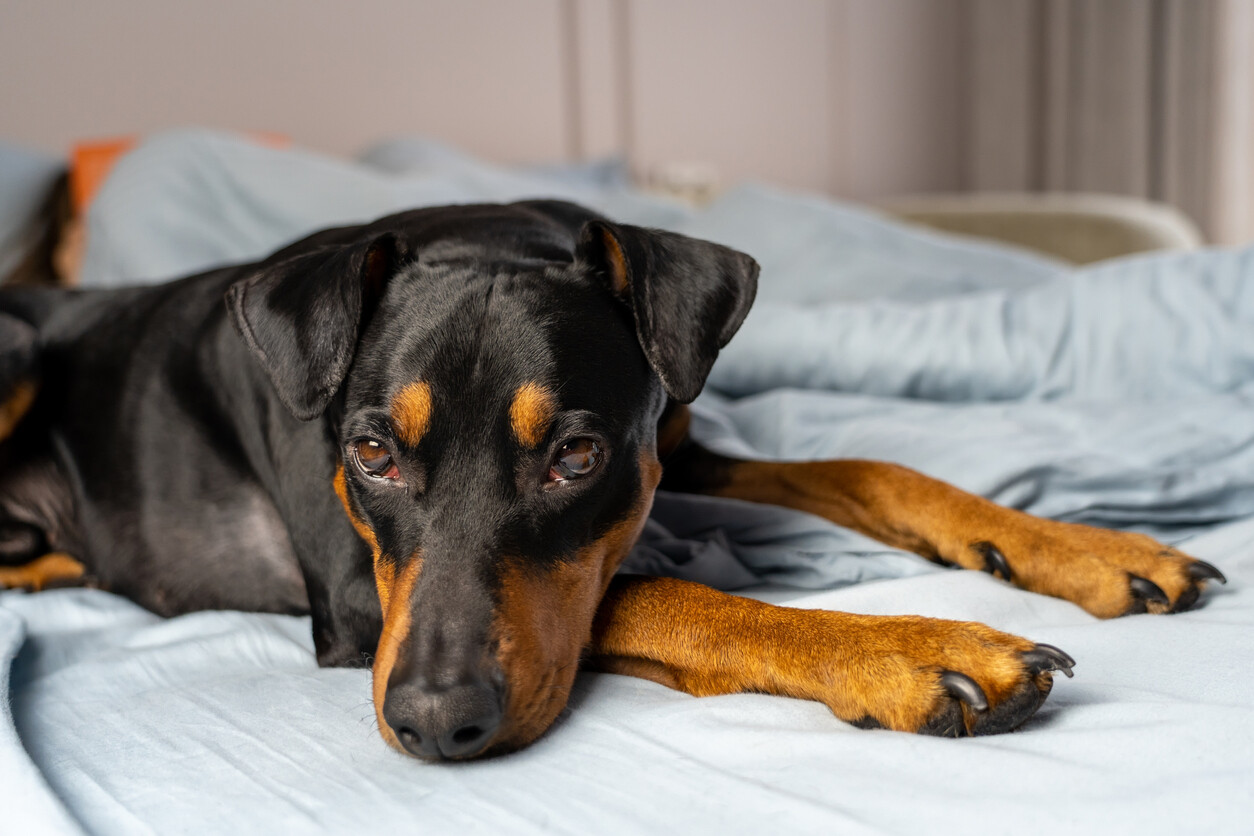 Todo sobre la raza de perro dóberman: 16 fotos, características y ...