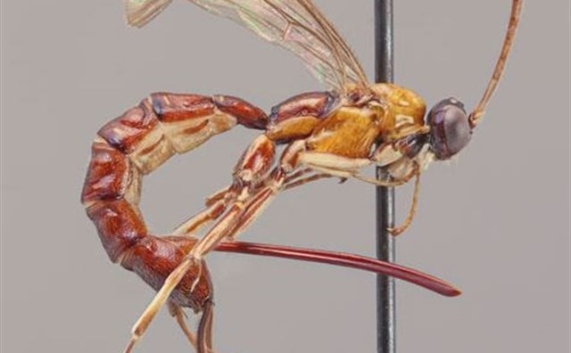 Así es el desproporcionado aguijón de la nueva especie de avispa ...