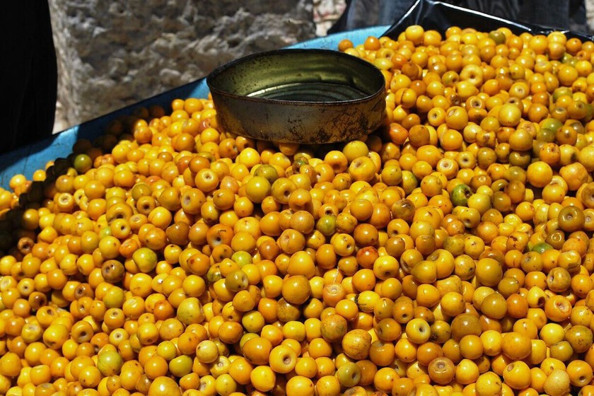 Qué es la changunga, por qué los expertos recomiendan comerla y cómo ...