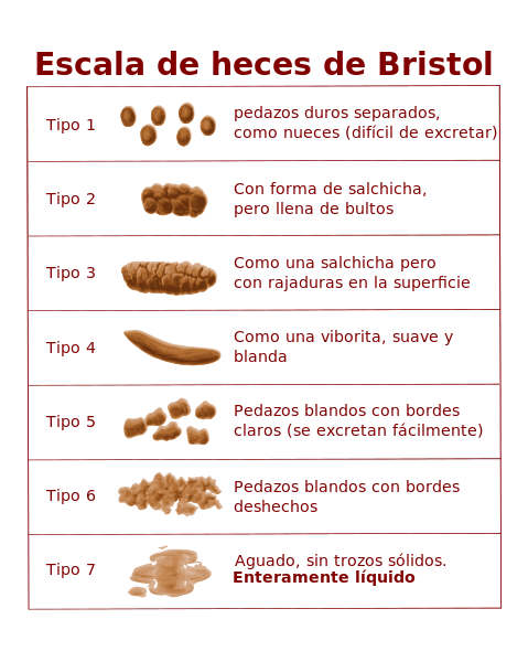 ¿Cuántas clases de caca puede evacuar un ser humano? La escala de heces ...