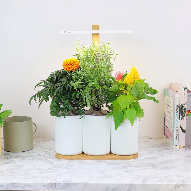 Seis mini huertos para sembrar nuestras propias especias en casa (y lo ...