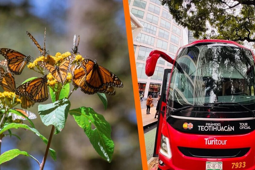 La mejor época para ver las mariposas monarca ha llegado: lánzate con ...