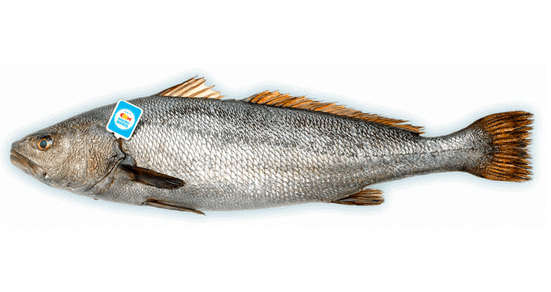 Cómo cocinar corvina: qué es; las mejores recetas fáciles y caseras ...