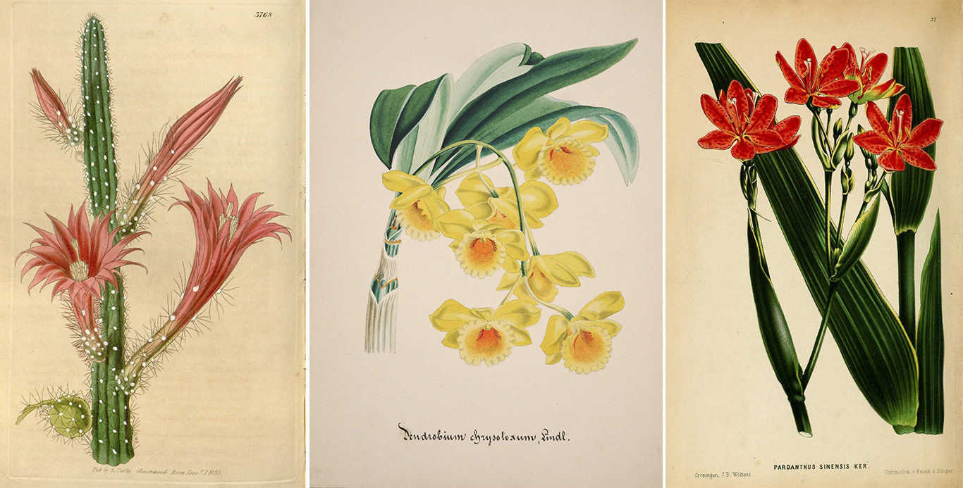 Las ilustraciones antiguas de botánica y animales son perfectas para ...