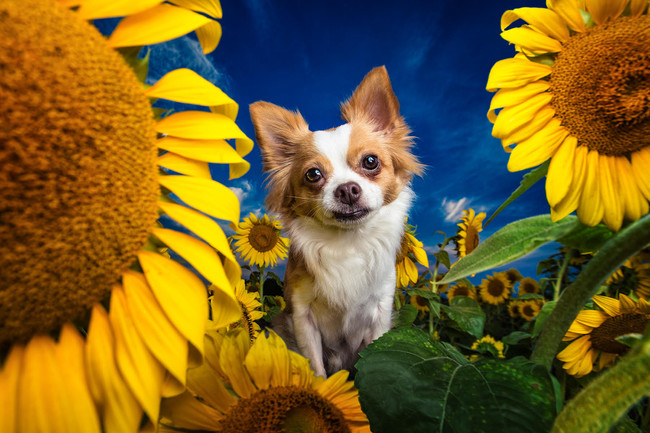 Perros supermodelos fotos de Kaylee Greer Dog Breath Photography