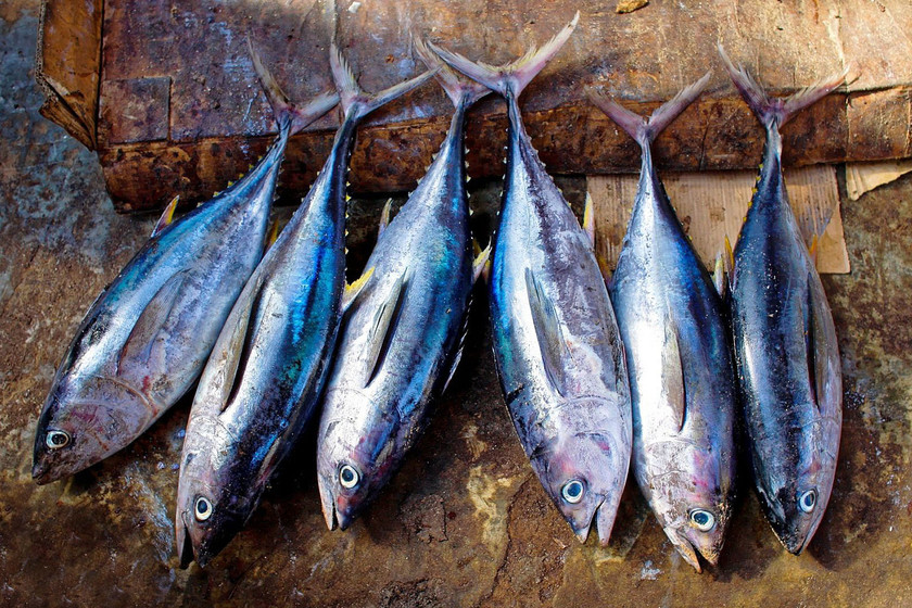 Empieza la temporada del atún: te proponemos cinco recetas para ...