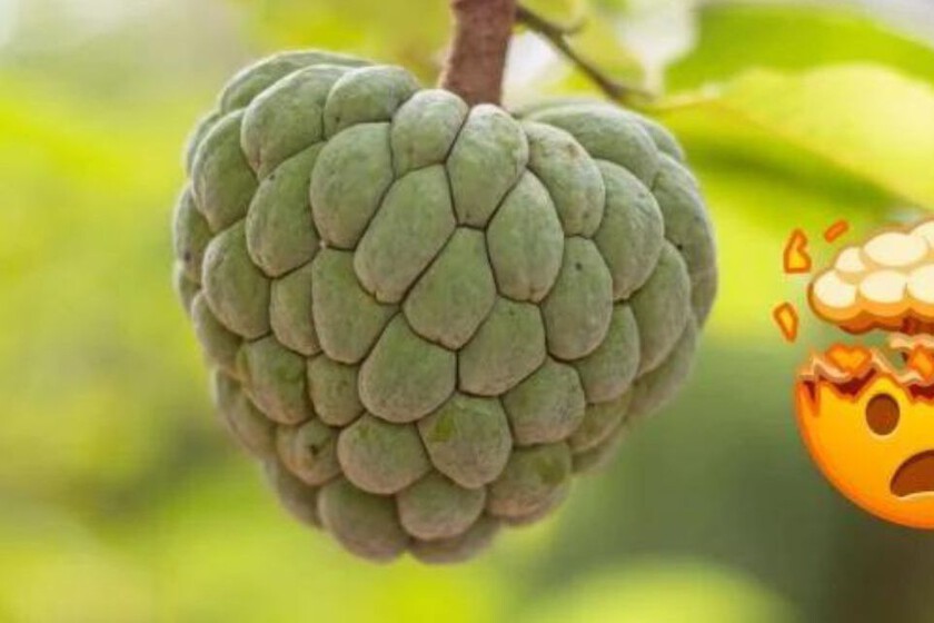 ¿Qué es el saramuyo? La fruta que recomiendan los expertos y podría ...