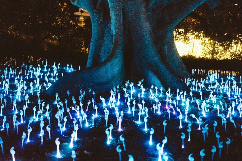 Aquella vez en que los hongos salvaron el mundo