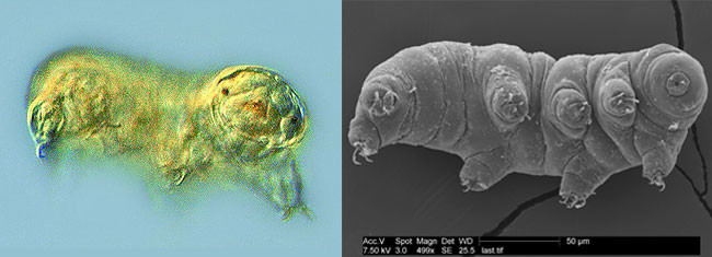 El alucinante mundo de los tardígrados