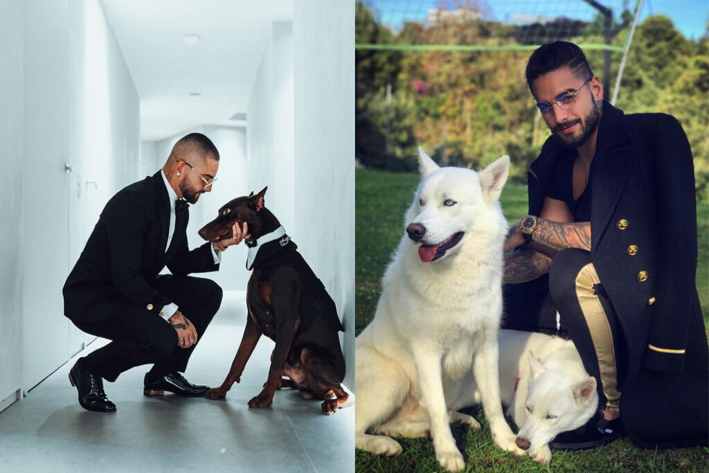 Maluma atacado brutalmente por su dóberman: así ha quedado el rostro ...