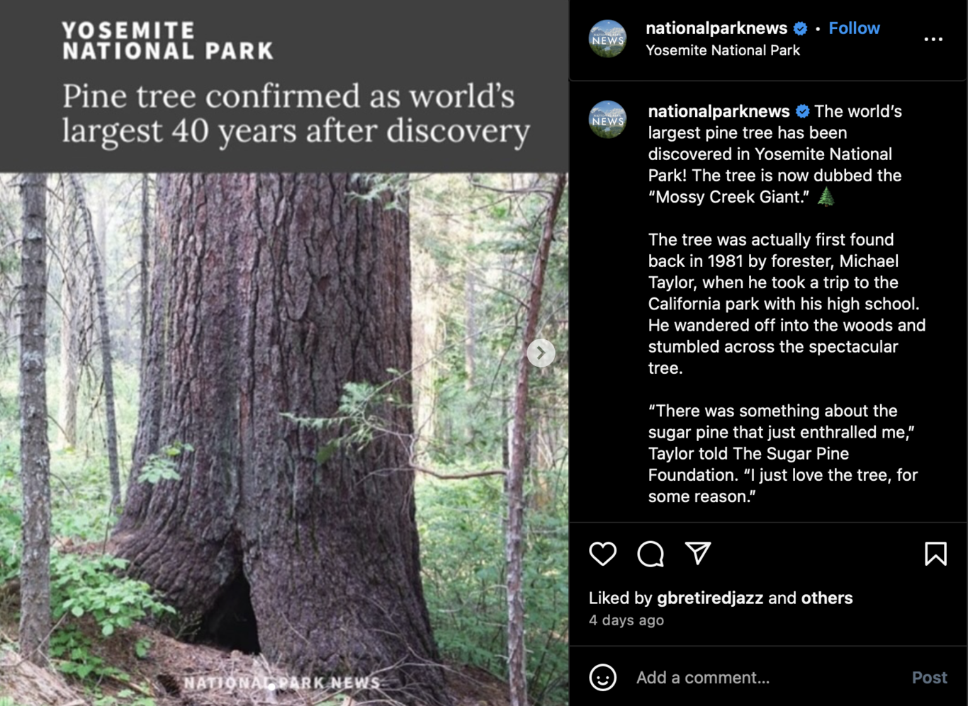 Big Tree Hunters Find World’s Largest Pine Tree in Yosemite National ...