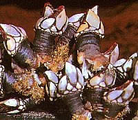 Percebes, un verdadero sabor a mar