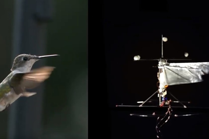 Este robot-colibrí usa la inteligencia artificial para llegar allí ...