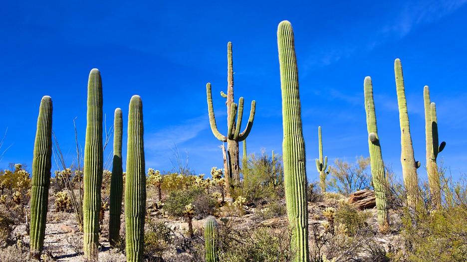 El saguaro, impresionante gigante del desierto de Sonora que guarda ...
