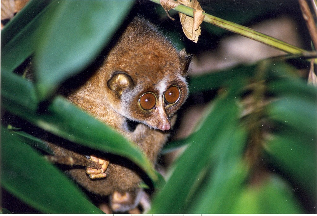 Esta es la terrible realidad detrás de los vídeos de los adorables loris