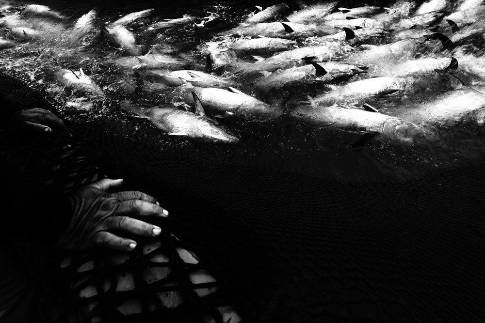 El fotógrafo Antonio González nos muestra la caza del atún mediante la ...