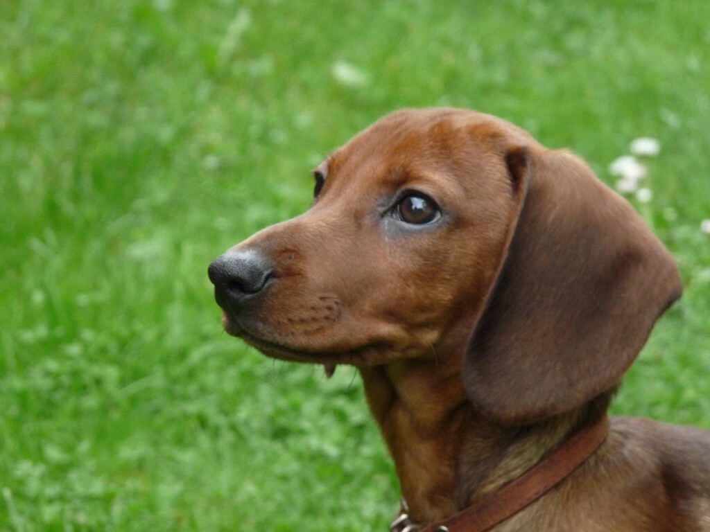 "Cariñosos, pero muy cabezotas": tres dueños de teckel nos hablan de ...