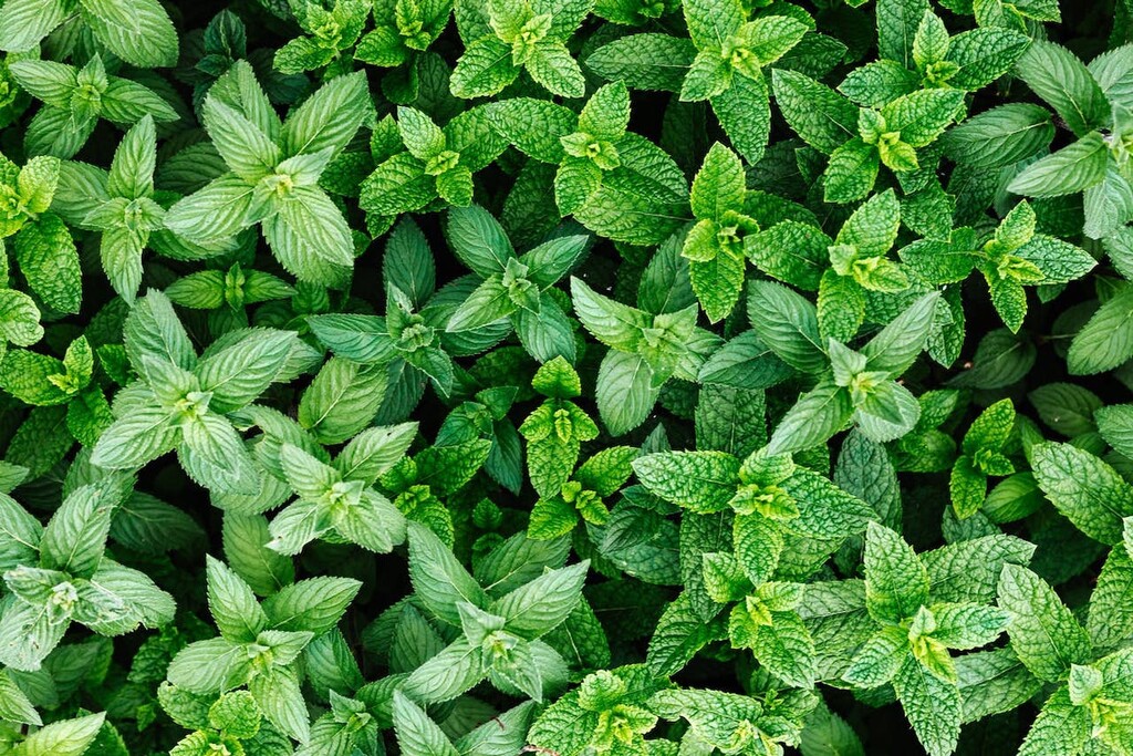 Hierbabuena: una planta con grandes beneficios para la salud así como ...