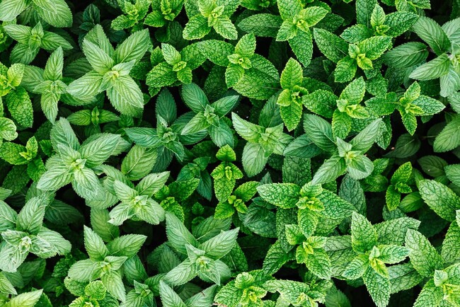 Hierbabuena: una planta con grandes beneficios para la salud así como ...