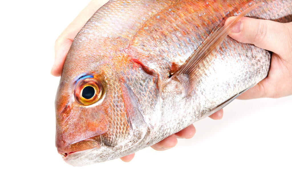Todo sobre el pargo: propiedades, características y cómo cocinar este ...