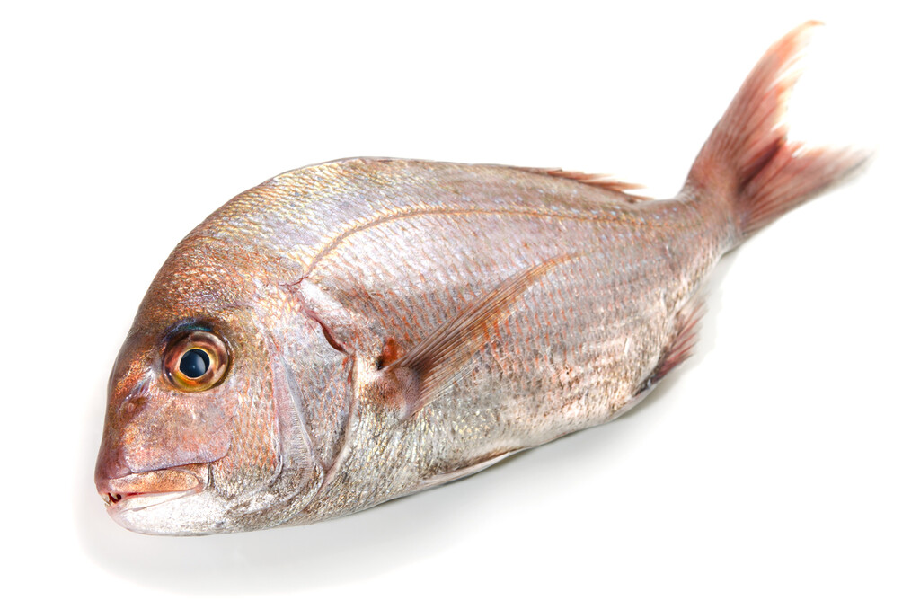 Todo sobre el pargo: propiedades, características y cómo cocinar este ...