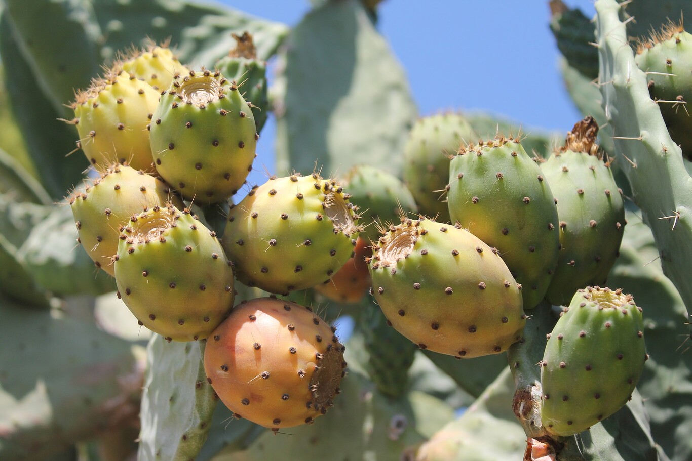 Higo chumbo o tuna, la espinosa y más deliciosa fruta del cactus: qué ...