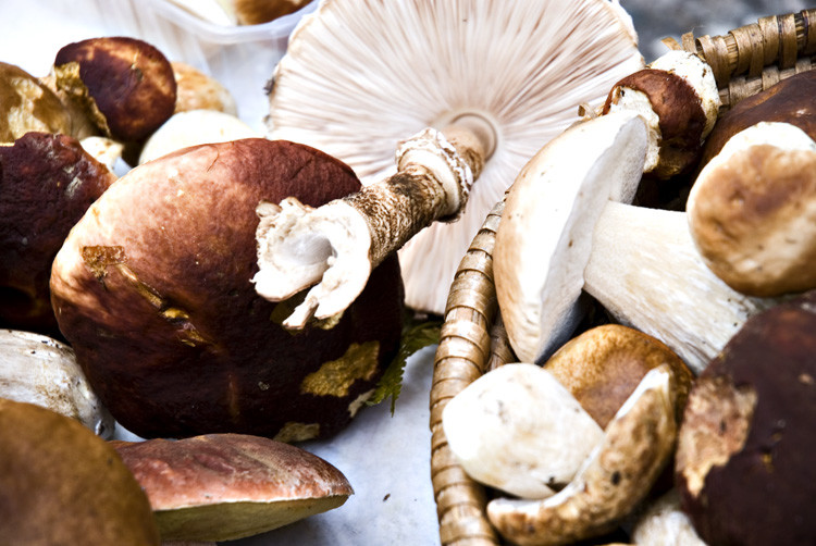 Diferentes tipos de setas y sus propiedades nutricionales para ...