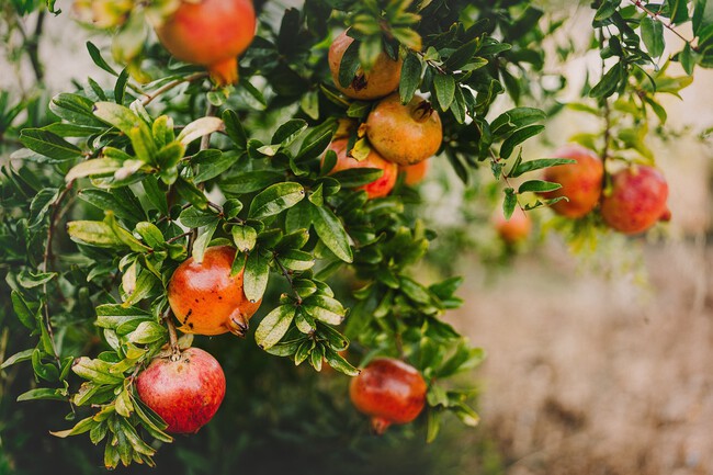 Si tienes un árbol frutal en casa, esta guía básica te ayudará a ...