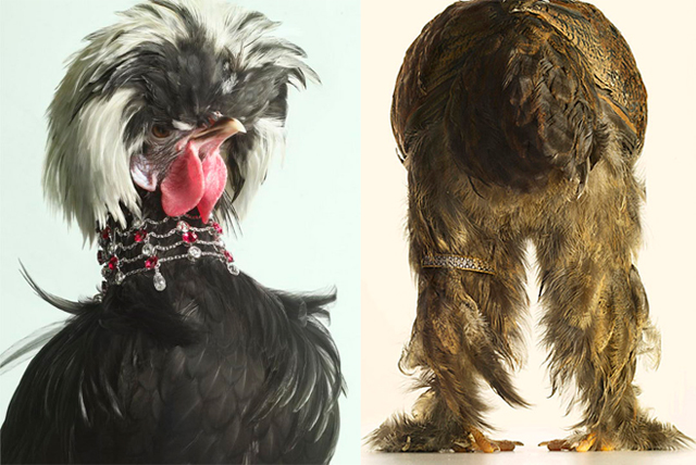 La inusual fotografía de moda de Peter Lippmann, con gallos y gallinas ...