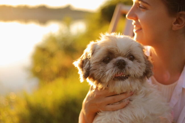 Todo sobre la raza de perro pequinés o pekinés: 13 fotos ...