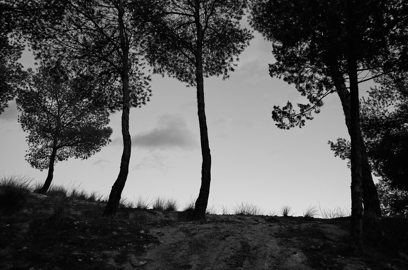 Cómo conseguir una buena foto en blanco y negro