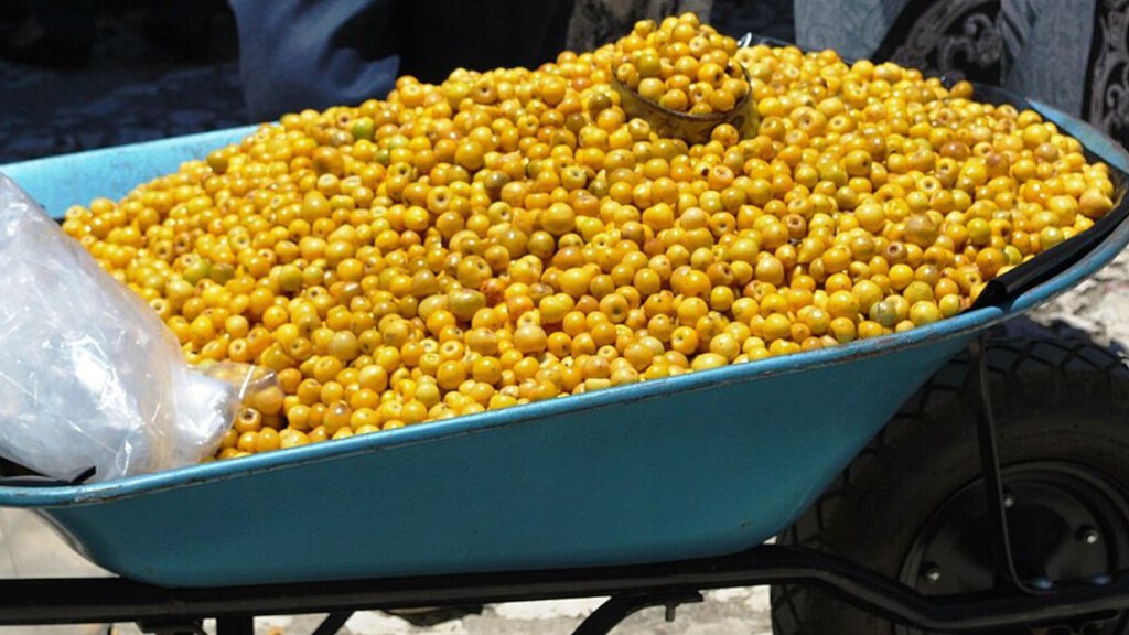 Qué son los nanches: la fruta de las costas de México, que también ...