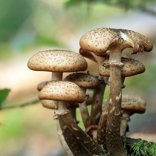 Hongos - Directo al Paladar México