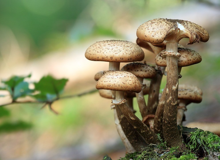 No te pierdas la primera Feria del Hongo de Jilotzingo