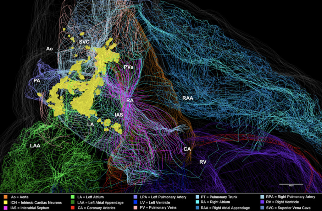 Este detallado mapa en 3D es el primero que muestra todas las neuronas ...