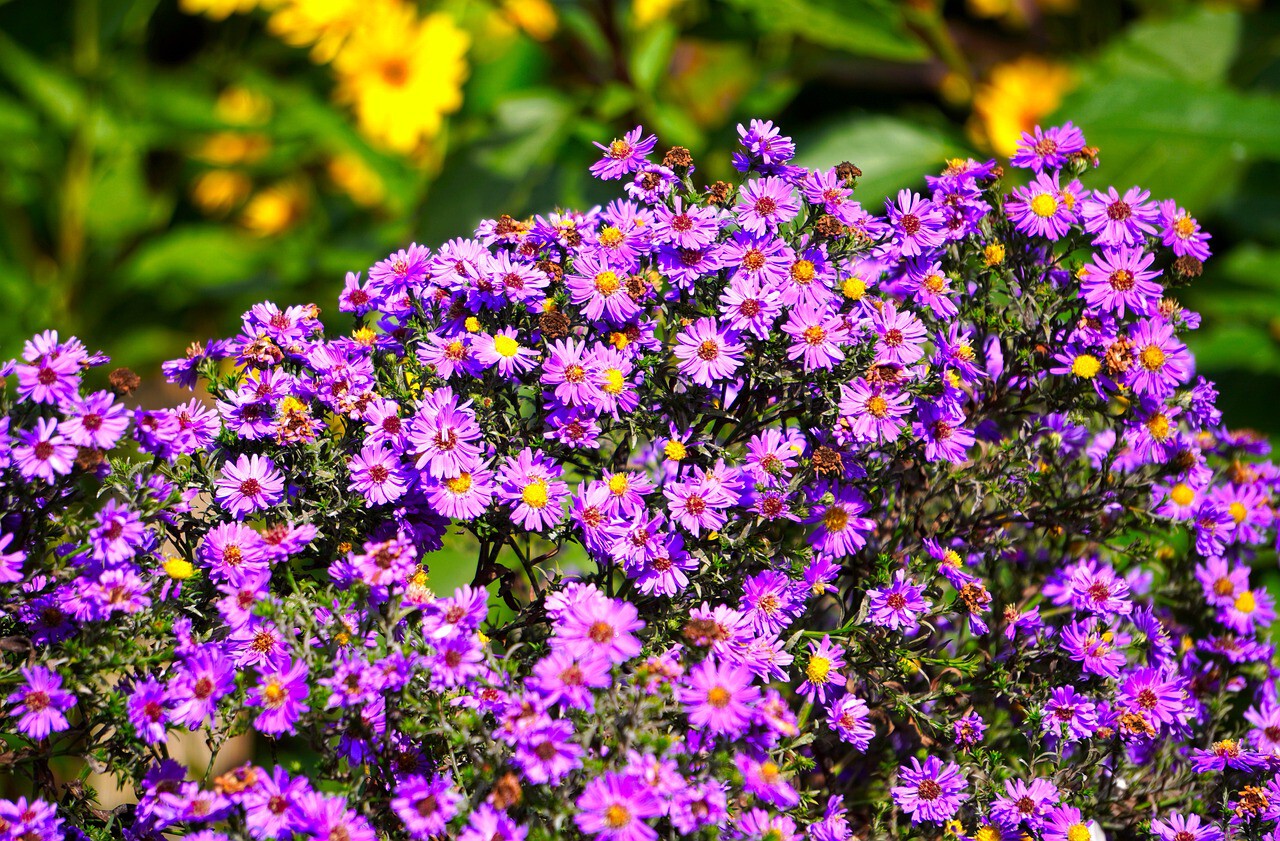 Tres plantas perennes con flor para dar color al jardín en otoño