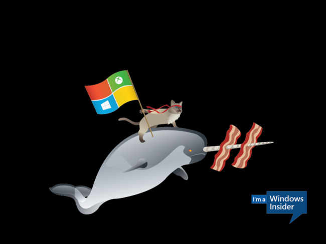 Así nació el ninjacat de Microsoft: el emblemático gato a lomos de un ...