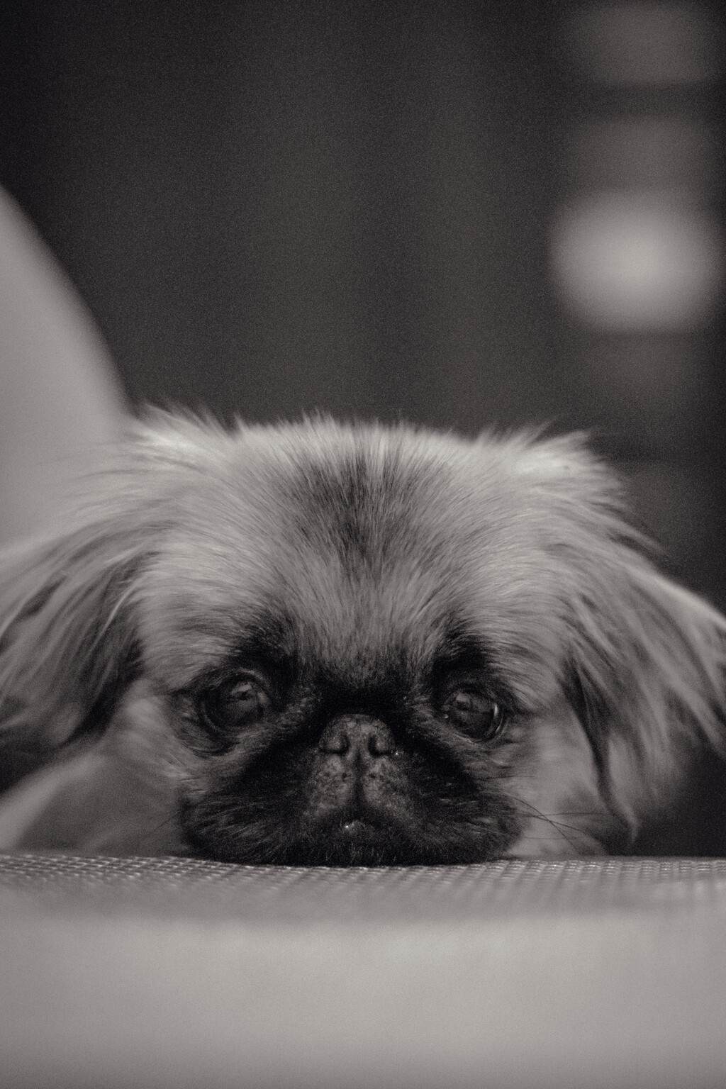 Todo sobre la raza de perro pequinés o pekinés: 13 fotos ...
