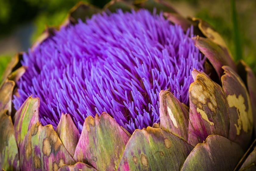 Te vas a sorprender: estas verduras en realidad son flores