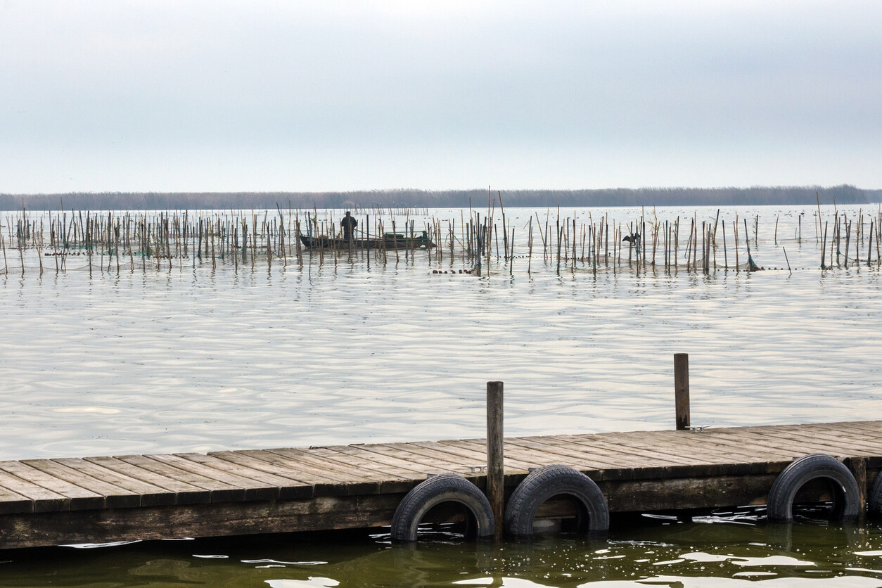 El mejor momento de la angula, un pescado de temporada tan exclusivo ...