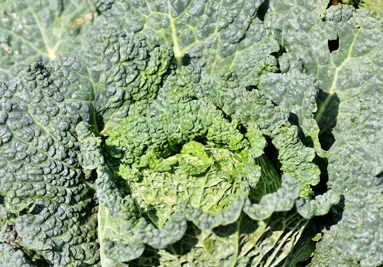 Las diferentes coles para incluir en tus platos: sus nutrientes y 35 ...