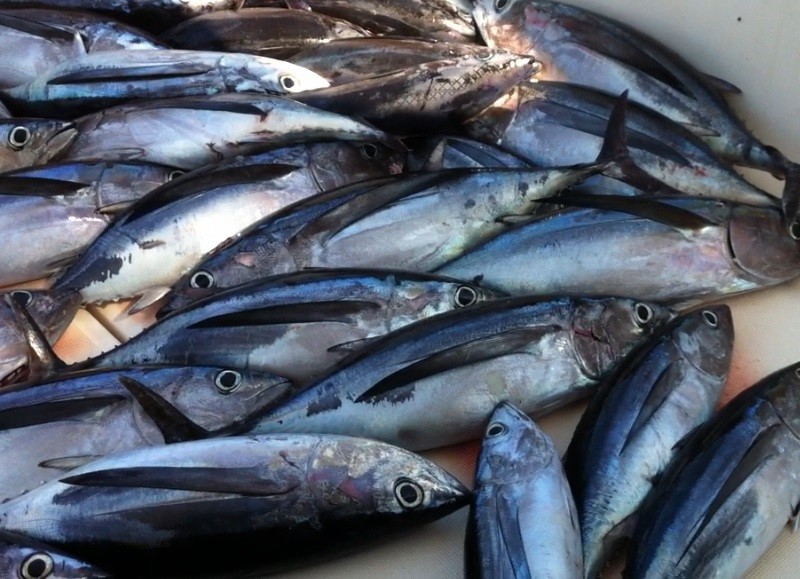 Bonito y atún: ¿en qué se diferencian?