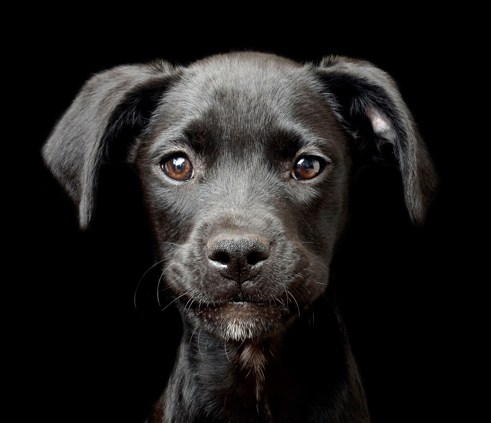 Dog Photographer of the Year 2017: imagenes ganadoras del concurso ...